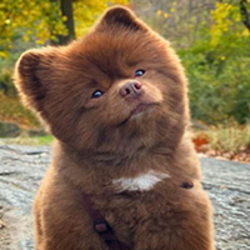 Bertram The Pomeranian (BERT) Price, Charts, and Info